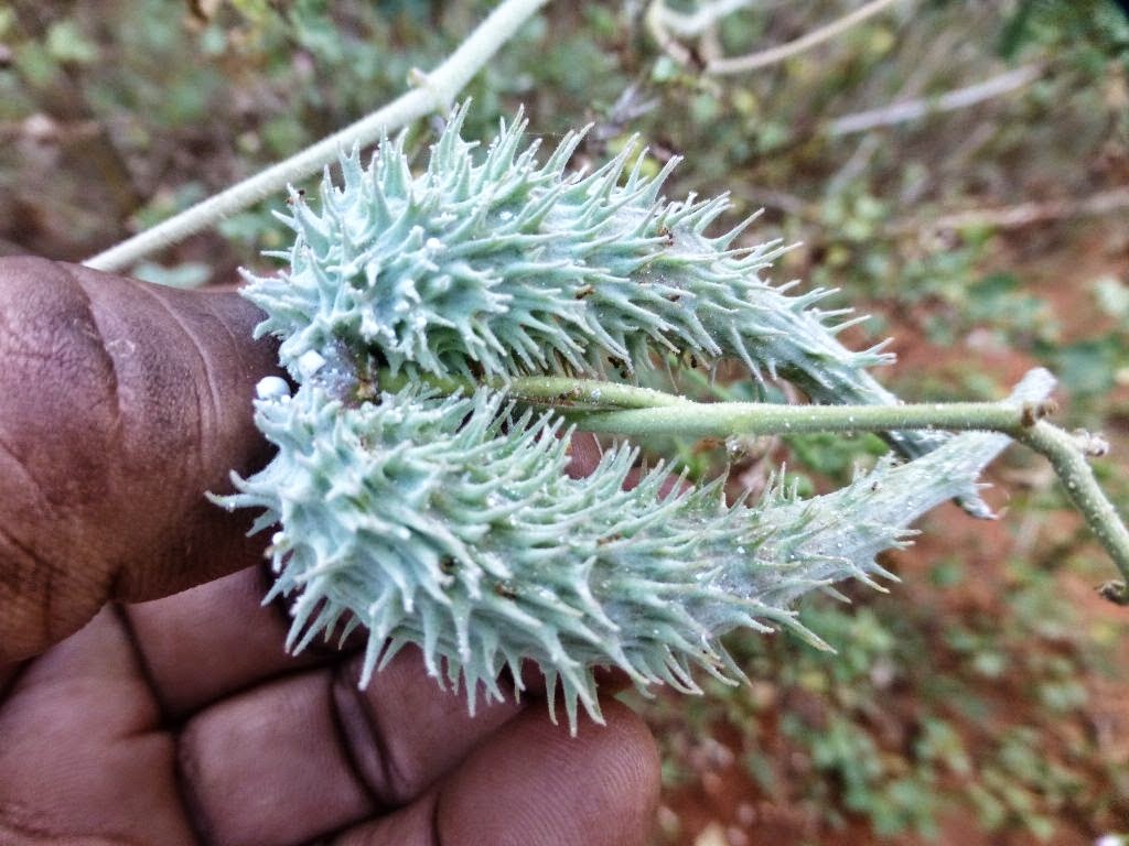 வேலிப்பருத்தி மூலிகை மருத்துவ பயன் - veliparuthi mooligai maruthuva ...