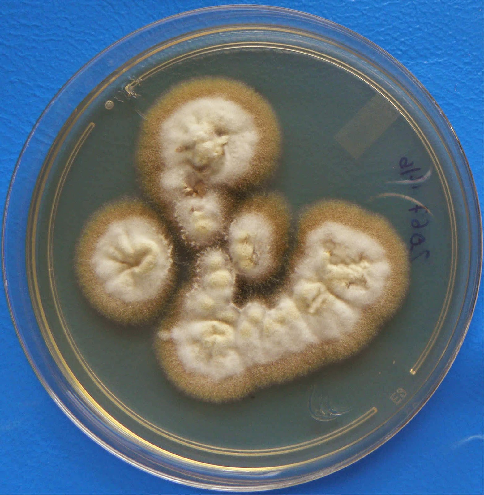 ATLAS MICOLOGIA: EPIDERMOPHYTON FLOCCOSUM