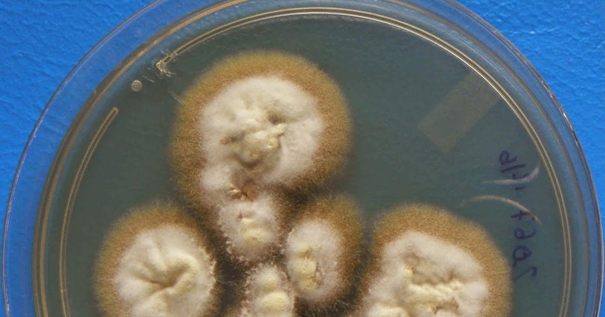 ATLAS MICOLOGIA: EPIDERMOPHYTON FLOCCOSUM