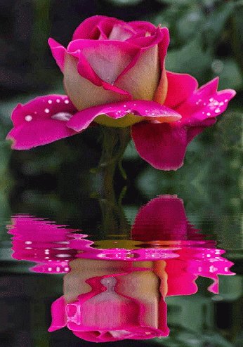 26+ Bunga Mawar Merah Gif - Gambar Bunga Indah