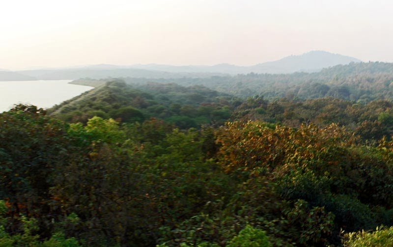 Stock Pictures: Gir Forest