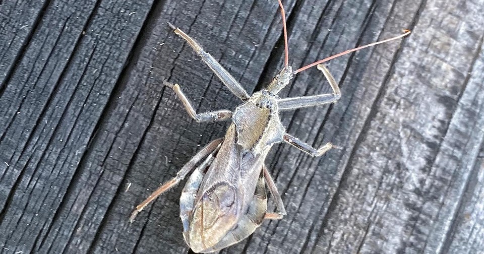 Terrierman's Daily Dose: Assassin Bug at Antietam