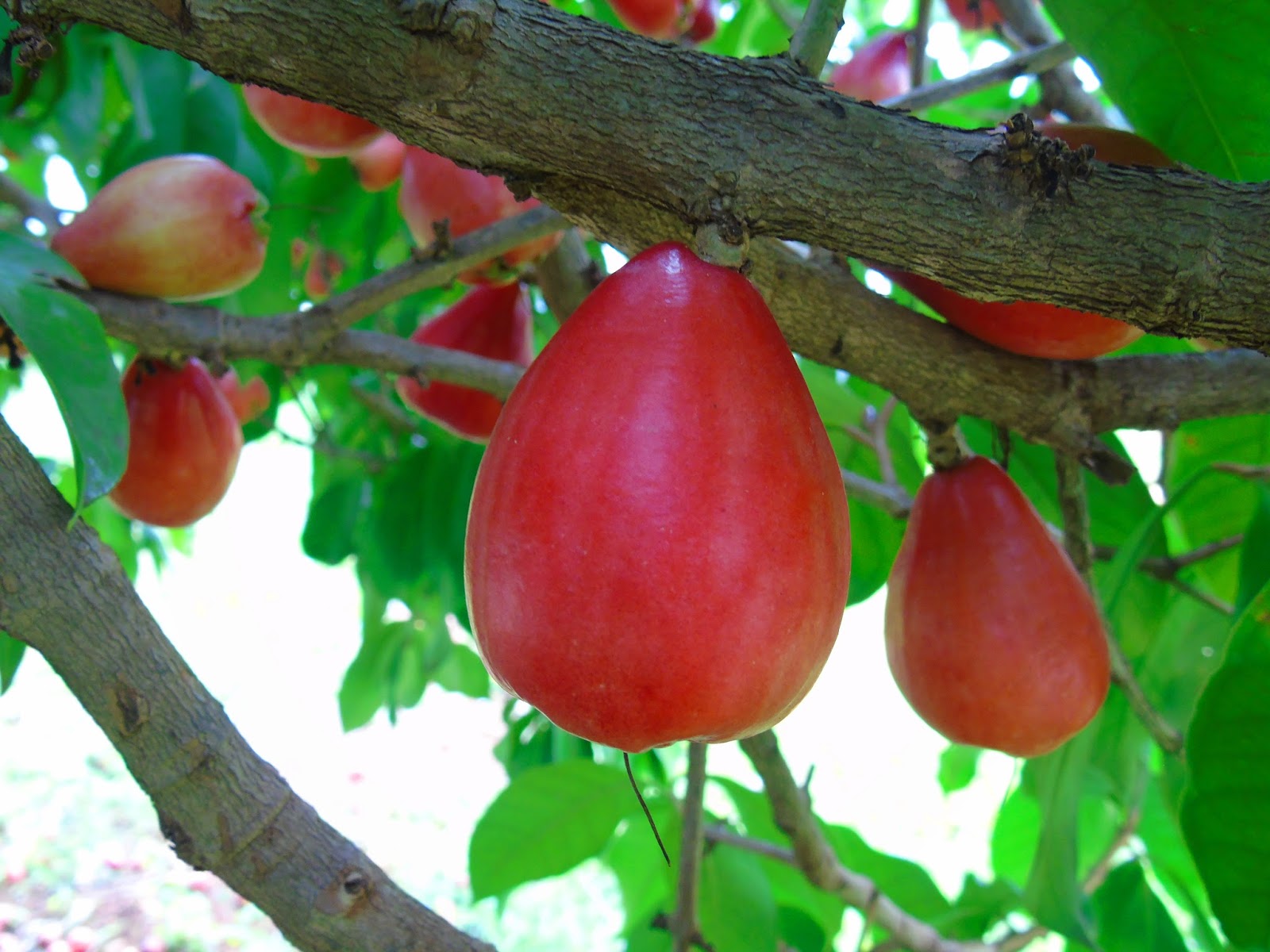 Jambo {Syzygium malaccense (L.) Merr. & L.M. Perry} | A planta da vez