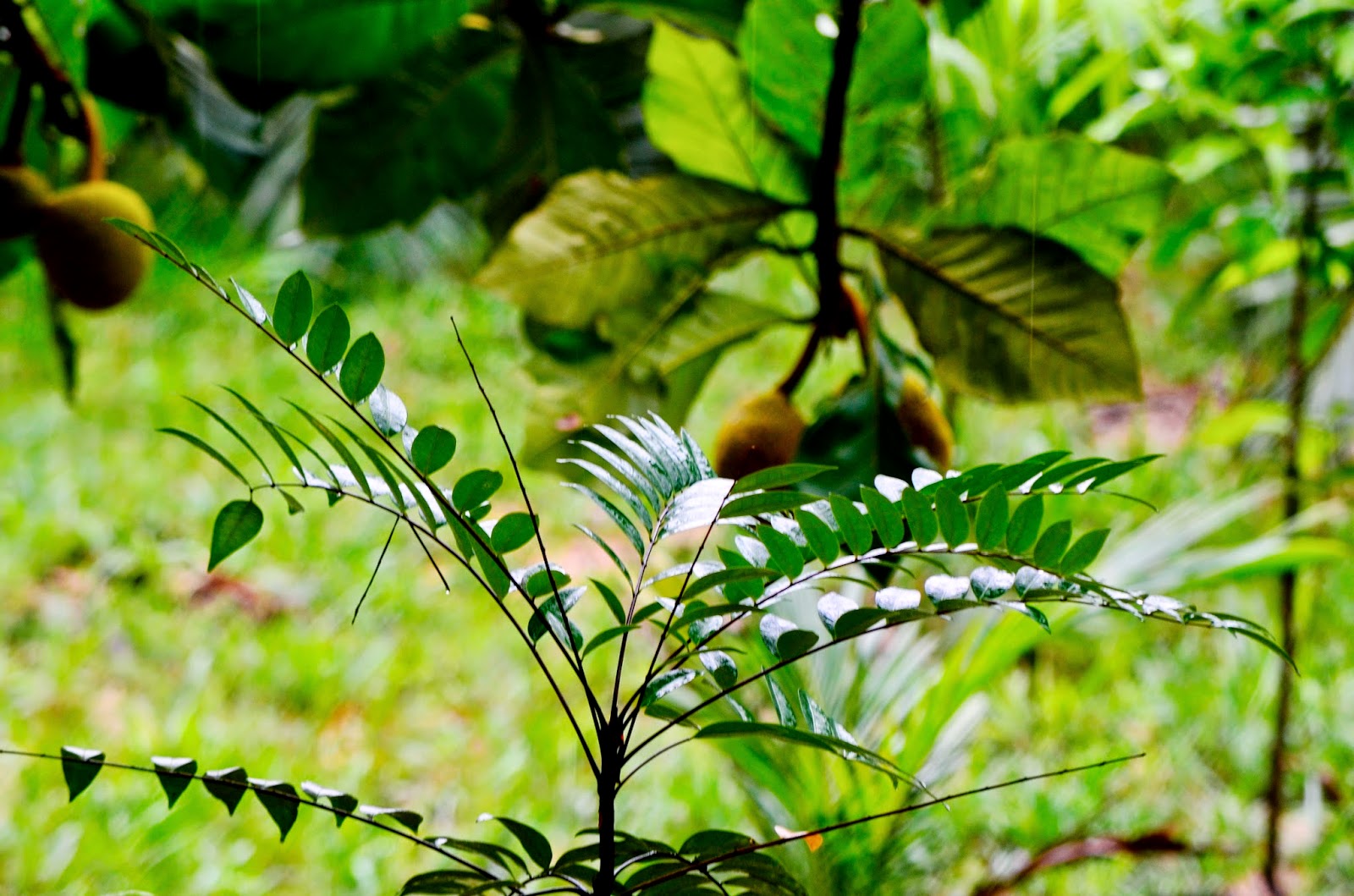 The Kambatik Park, Bintulu.: July 2014