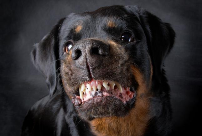 La Fraternidad de Babel: El perro