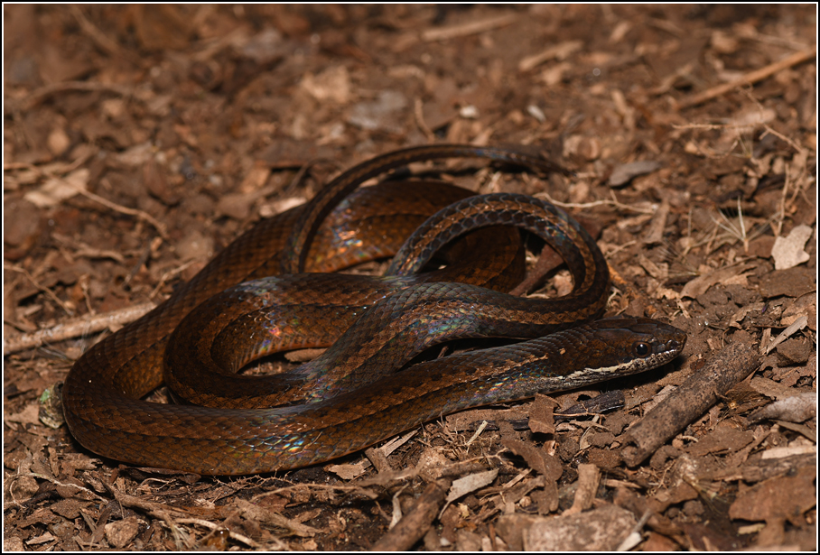 Explorations of an Ecologist: Guatemala 2019, Part 9: Los Tarrales ...