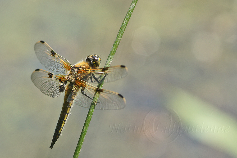 Photo Nature Lilliputienne (macrophotographies): Libellula ...