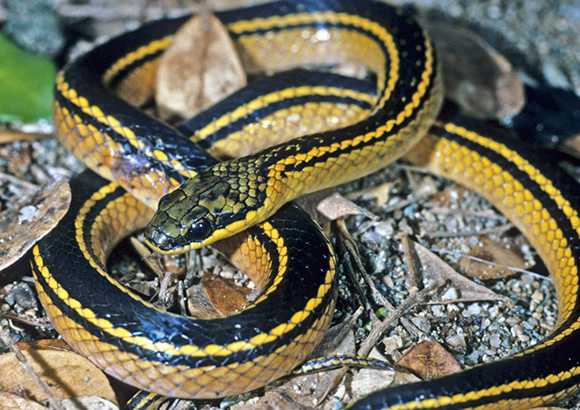 The Herpetology Of Trinidad And Tobago Shaw s Black backed Snake the-herpetology-of-trinidad-and-tobago-shaw-s-black-backed-snake