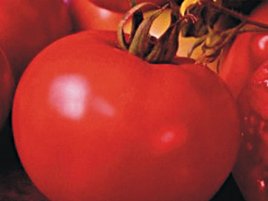 Rosii: Soiuri de rosii: Soiuri rosii recomandate