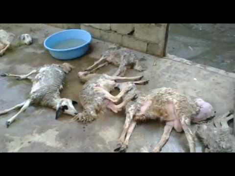 animal's health care - soins et santé animale : 2016