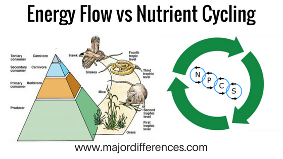 5 Differences between Energy Flow and Nutrient Cycling
