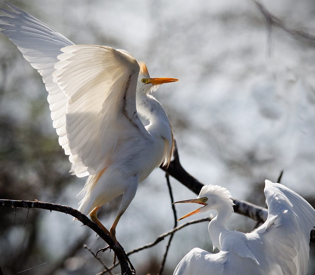 Elsen Karstad's 'Pic-A-Day Kenya': Lesser Egrets- Lake Baringo Kenya