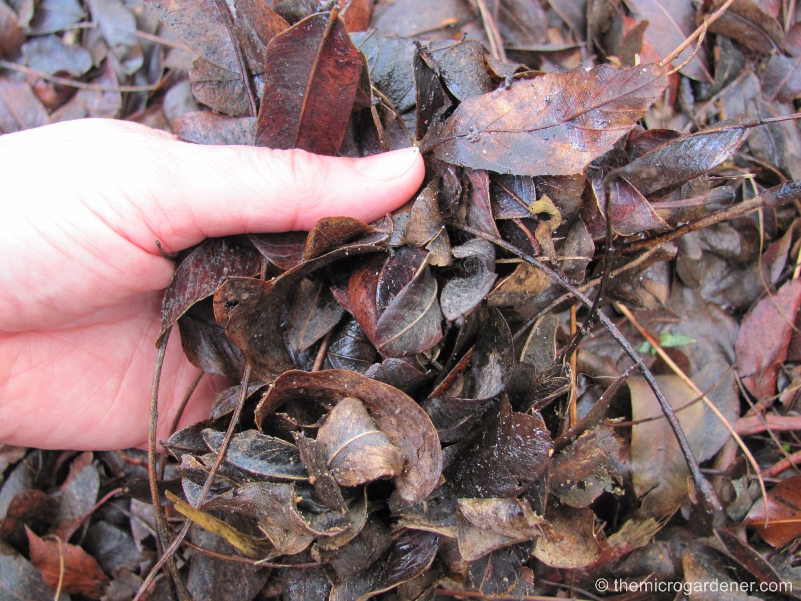 Eudlo Seed Savers Group: July Seedy Sunday - Winter Garden Activities