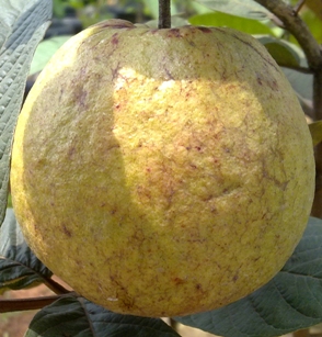 TANAMAN OBAT INDONESIA: Jenis-Jenis Jambu Biji