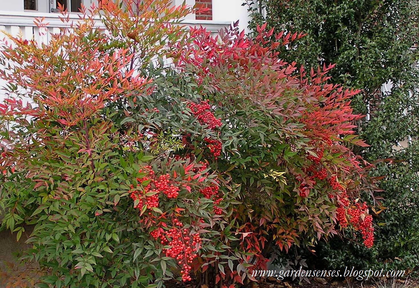 Seminte si plante de gradina hobby: Nandina domestica-Bambusul sfant