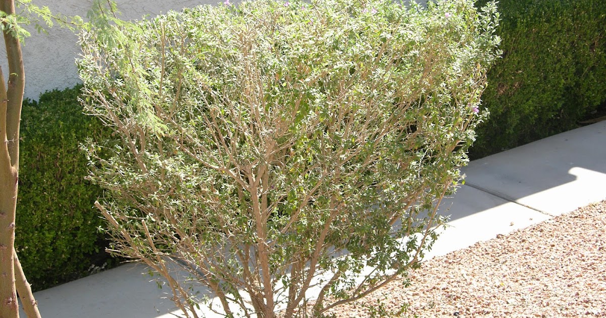 [64+] Evergreen Shrubs In Texas Free Télécharger | Unique PhotoPNG