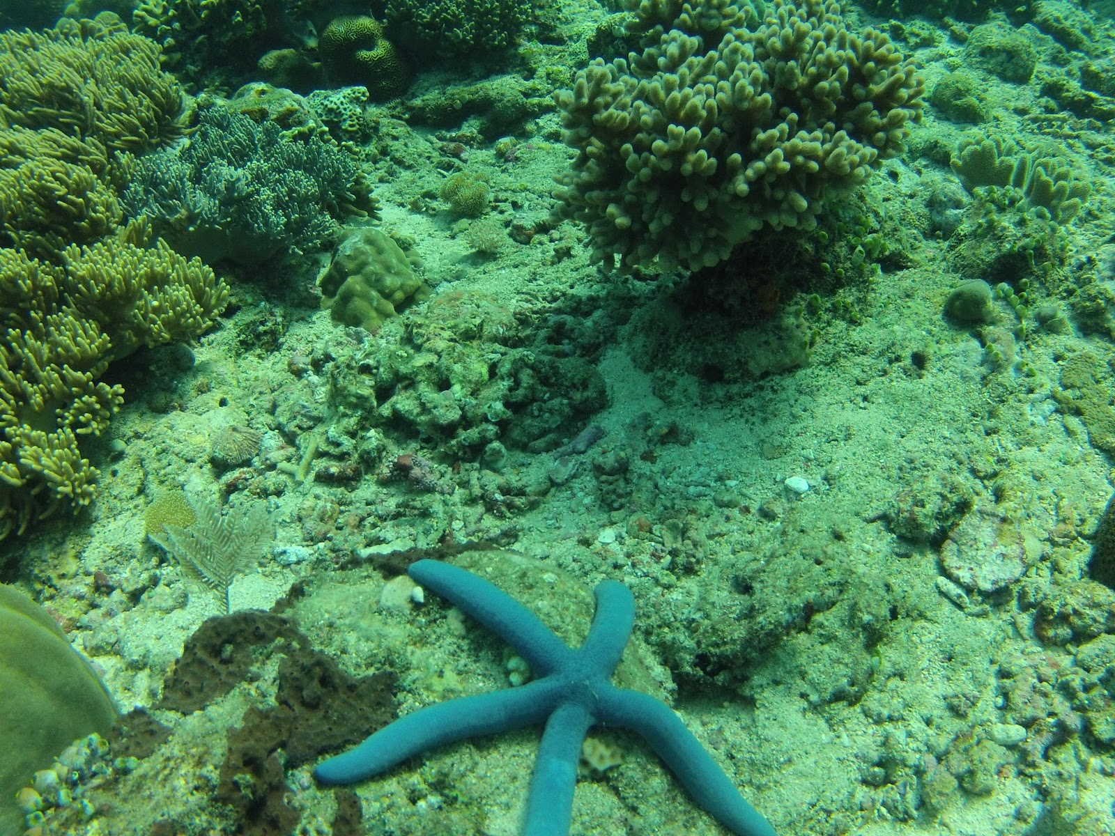 Desde Timor: Fundo do mar de Timor