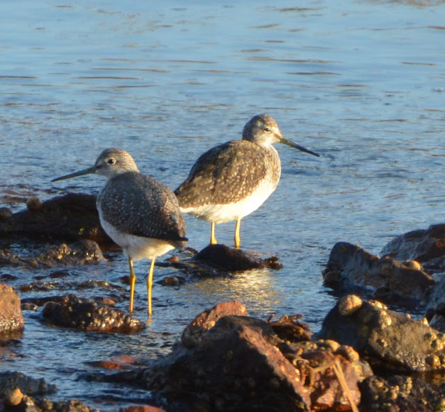 Flower Hill Farm: Glimpses From The Edge - A Wildlife Sanctuary - Cape ...