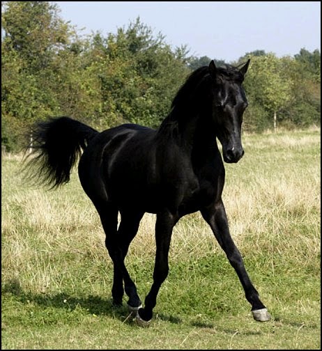 ,,Bo najpiękniejsze na świecie są konie ": Rasy koni