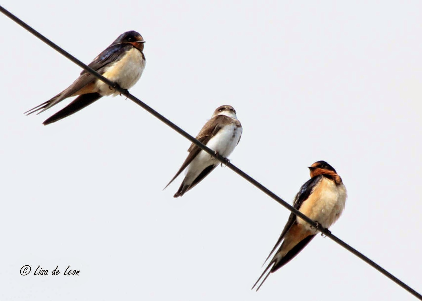 Birding with Lisa de Leon: Possible Hybrid Swallow