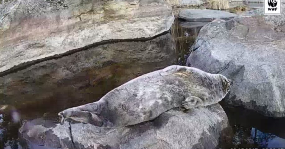 Takaisin luontoon!: WWF - Norppalive