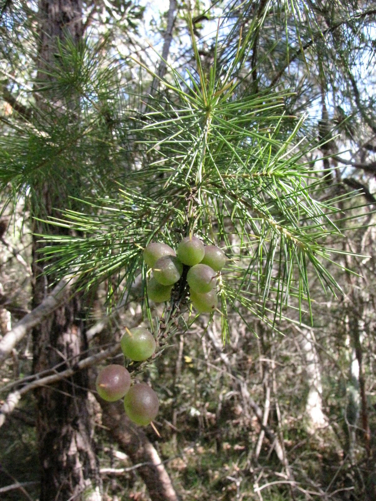 Sydney's Wildflowers and Native Plants: Persoonia pinifolia - Pine-leaf ...