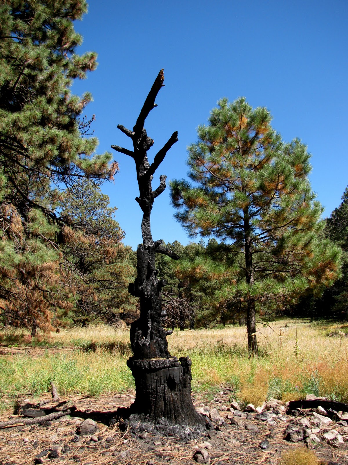 Blogging from the Boot Heel: Chiricahua Mountains Flying Trees. Another ...
