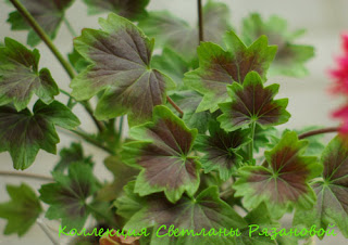 Сад пеларгоний в Минске: Sue Dobson