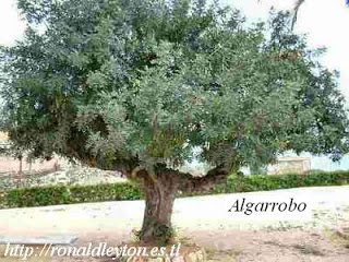 NEGRITOS "PEQUEÑO PUEBLO DE GIGANTE HISTORIA Y TRADICIÓN": "FLORA Y ...