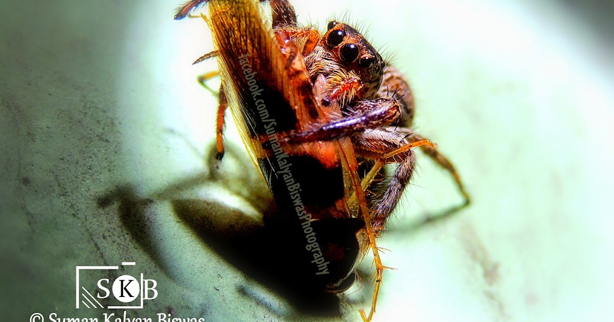 A small Jumping Spider Hunting a Cockroach