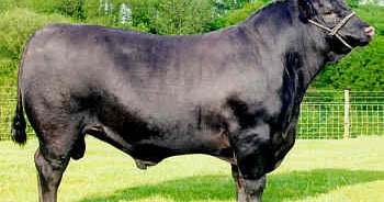 The American Cowboy Chronicles: Angus Cattle - "The Business Breed"