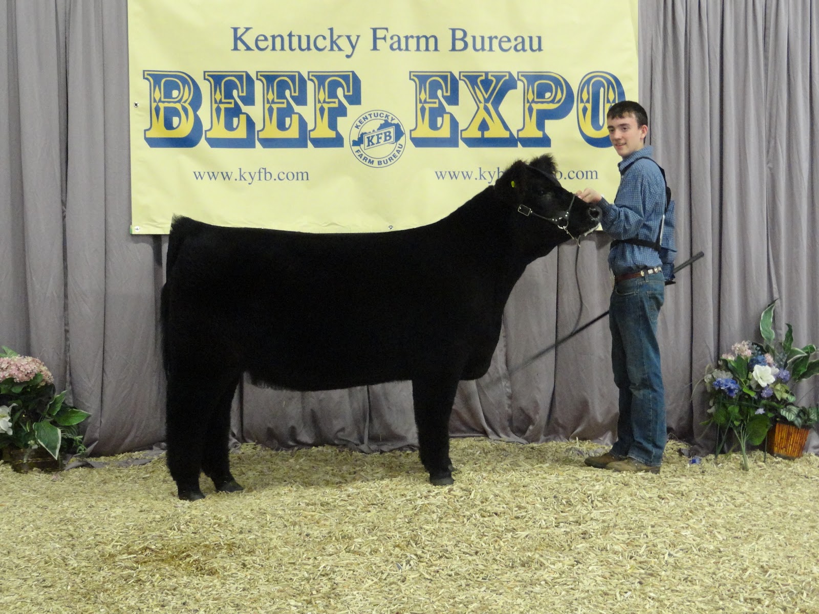 Quiggins Chiangus: 2012 Kentucky Beef Expo