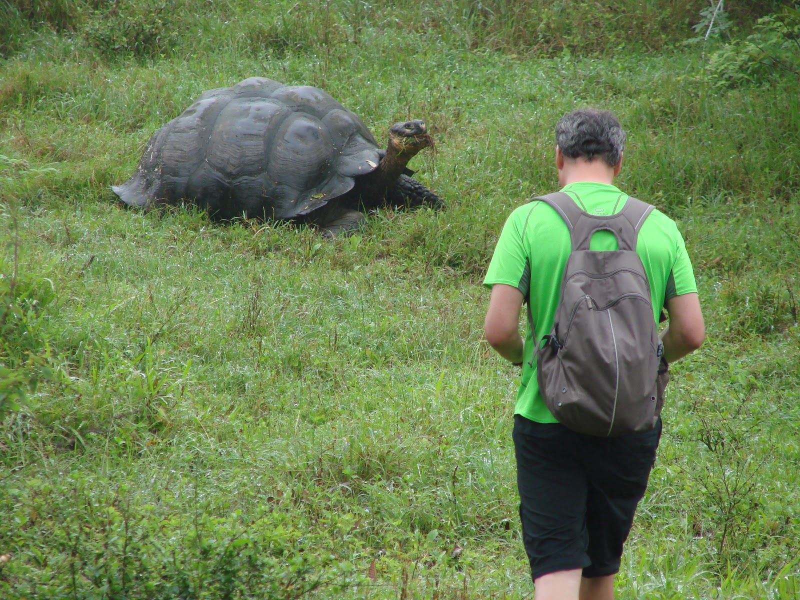 My Peruvian experience: Huge tortoises!