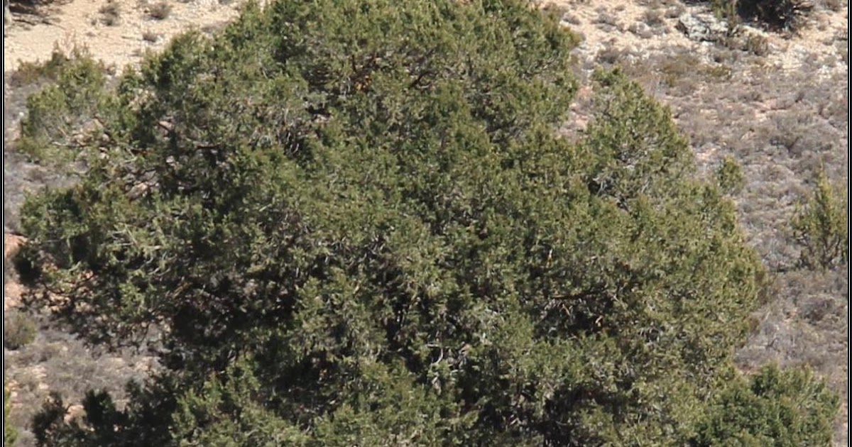 PuraSierra: La sabina: Clases, usos y toponimia. Sabina monumental de ...