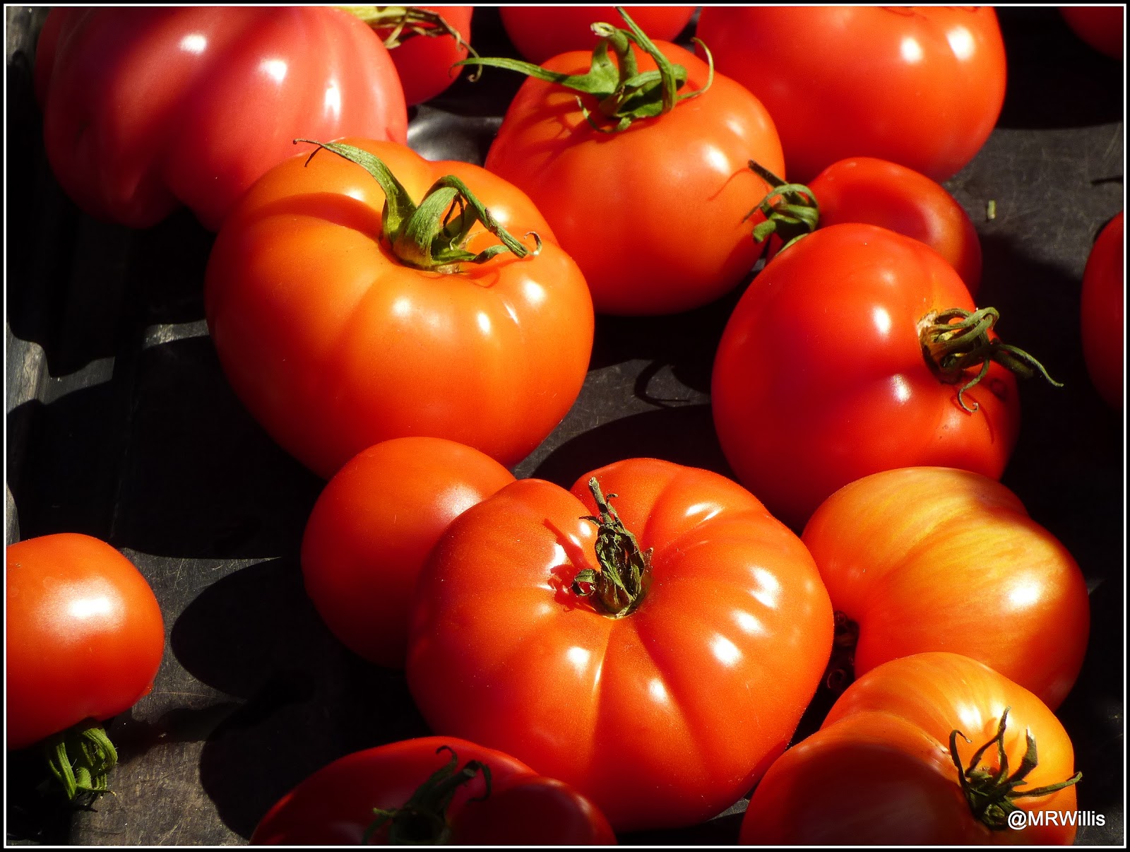 Mark's Veg Plot: It's High Season for tomatoes and chillis