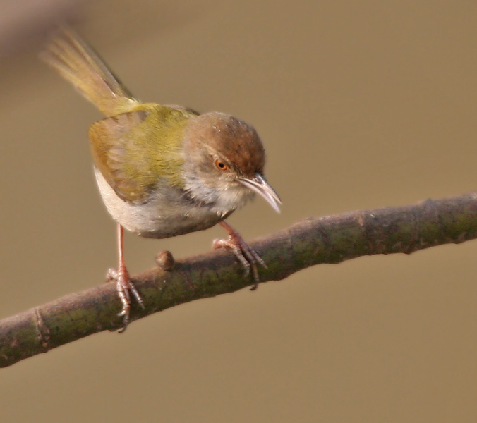 April 2011 - ARUNACHALA BIRDS