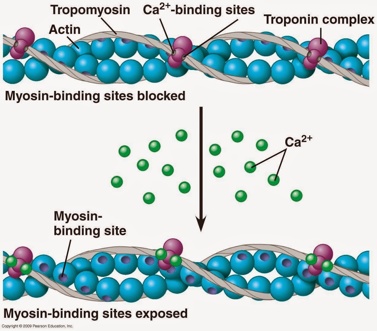 Actina Miosina Troponina E Tropomiosina - BRAINCP