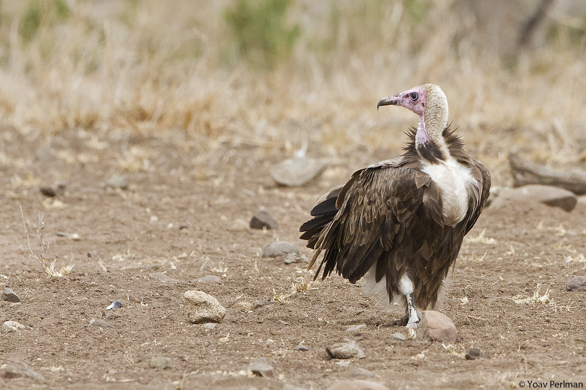 Cats and Vultures of Kruger Park | Focusing on Wildlife