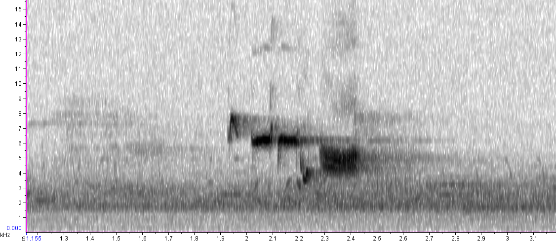 BIRD CALLS and SONGS: Carolina Chickadee gargle song