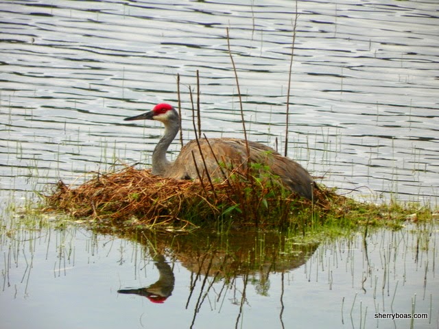 Simply Living: Where will the cranes nest?