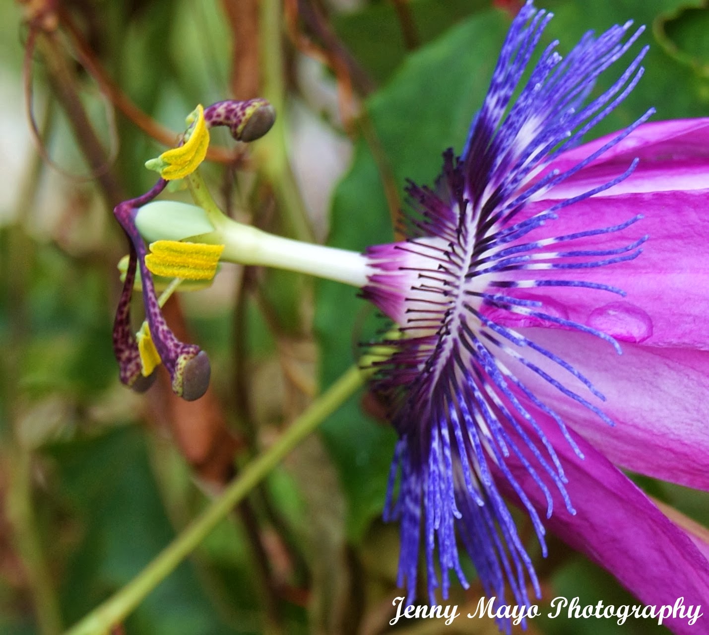 Lost But Loving It...In Alaska!: A Walk Through The Botanical Gardens ...