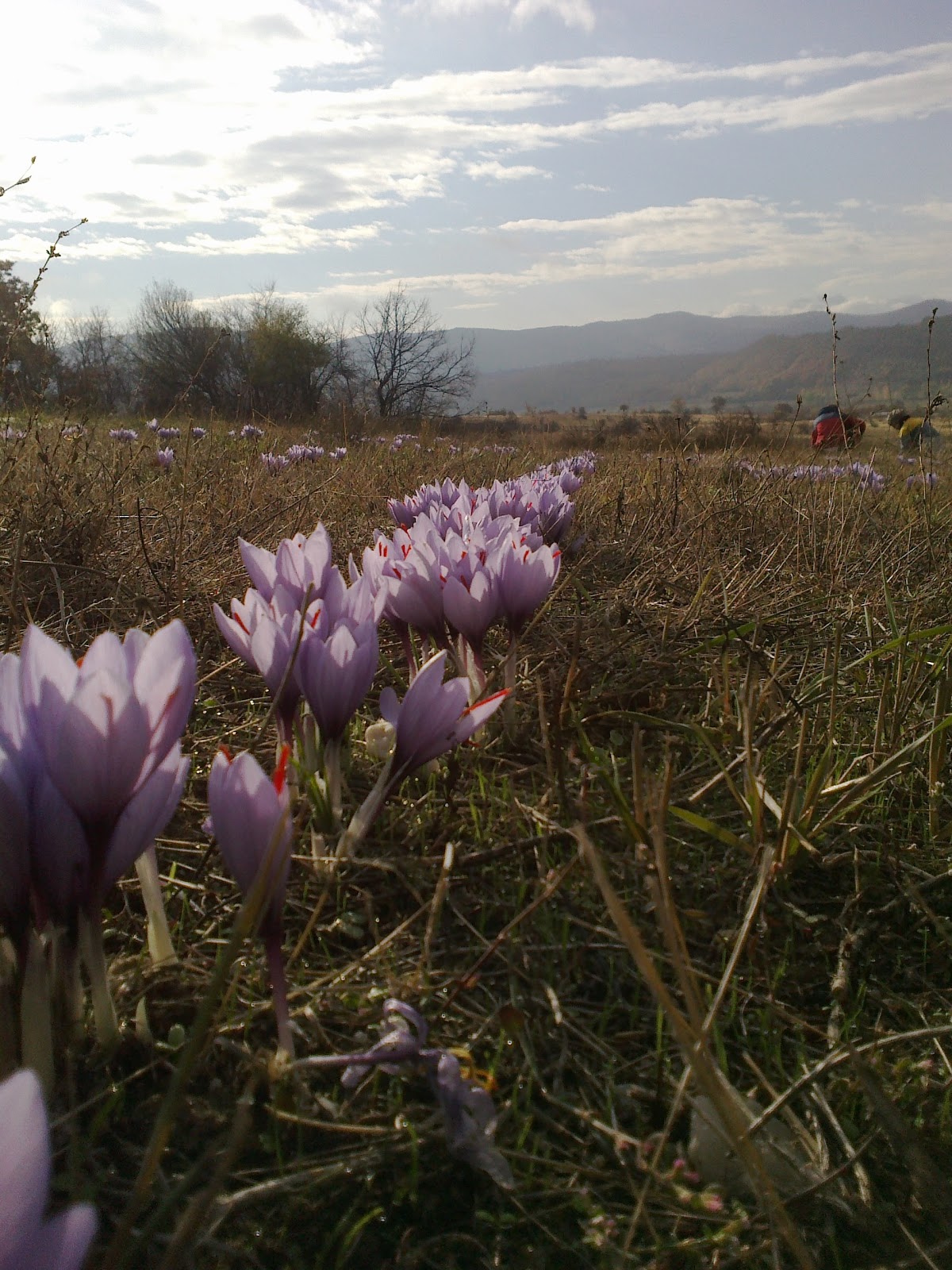 Safrani Ne Kosove-Muqiverc - Safran in Kosovo: Safrani 5 Leafs-Safrani ...