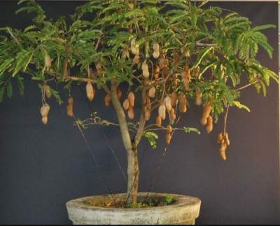 How to Grow a Tamarind Tree - Kilimo Hai