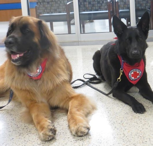 American Red Cross of the National Capital & Greater Chesapeake Region ...