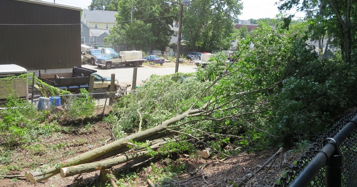 Maynard Life Outdoors and Hidden History of Maynard: Treeless in Maynard