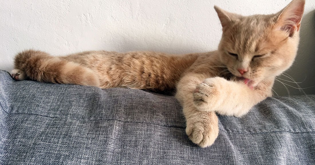 snogmog: Nomi wast haar pootjes heel netjes...