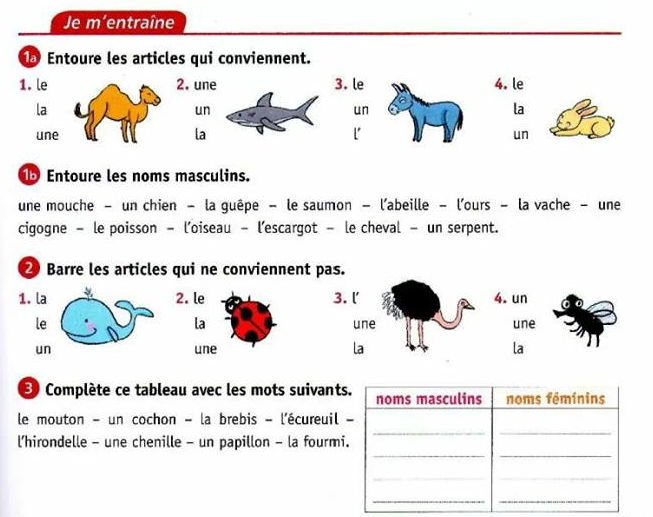 Genre masculin et féminin des noms