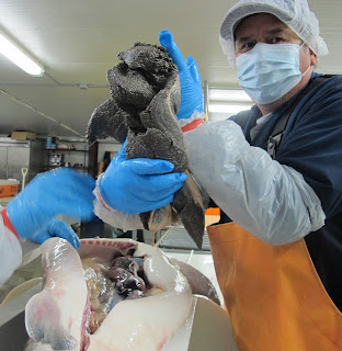 Caviar Harvesting is Almost Complete at Sterling Caviar - Munchie Musings