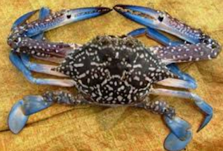 MENGENAL RAJUNGAN SECARA LENGKAP