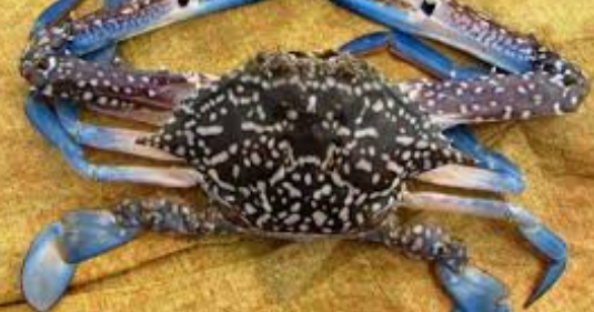 MENGENAL RAJUNGAN SECARA LENGKAP - PENYULUH